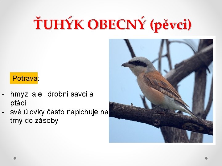 PTCI OKRAJE LESA KOVIN A OTEVEN KRAJINY Obr