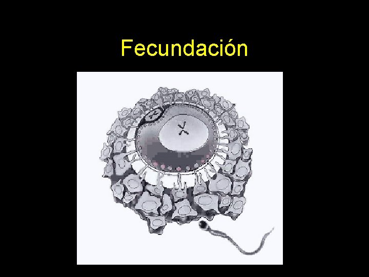 Introduccin a la embriologa del sistema nerviosos central