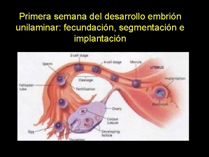Introduccin a la embriologa del sistema nerviosos central