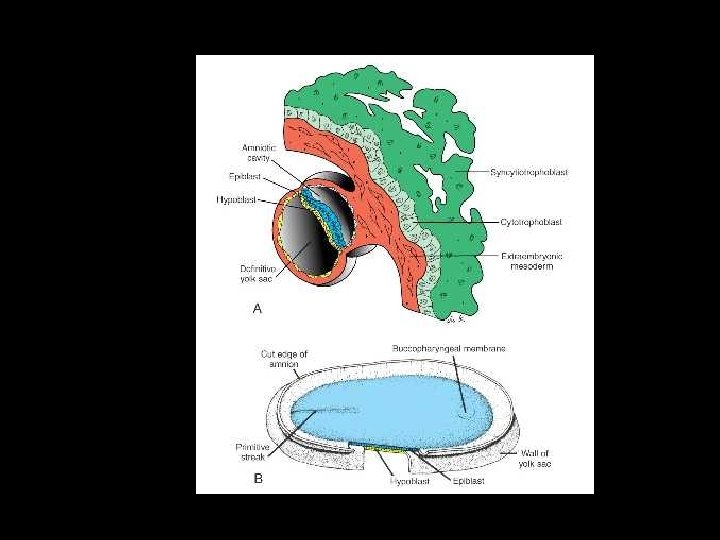 Introduccin a la embriologa del sistema nerviosos central