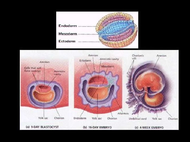 Introduccin a la embriologa del sistema nerviosos central