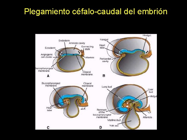 Introduccin a la embriologa del sistema nerviosos central