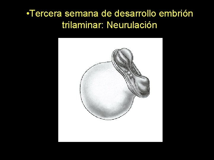 Introduccin a la embriologa del sistema nerviosos central