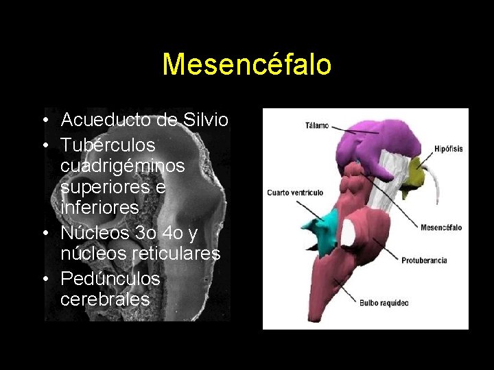 Introduccin a la embriologa del sistema nerviosos central