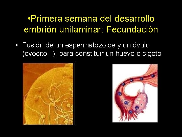 Introduccin a la embriologa del sistema nerviosos central
