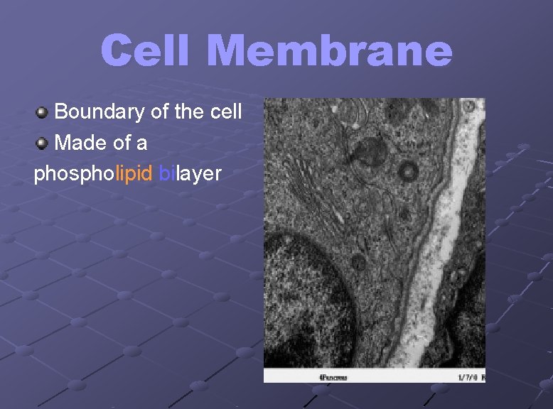 Dissecting Microscope Low objective 4 X Times 10