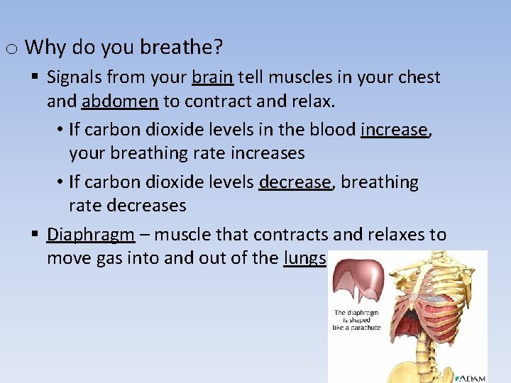 Chapter 4 Respiration and Excretion Section 1 The