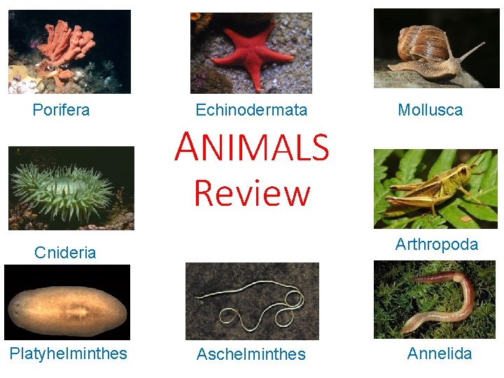Porifera Echinodermata ANIMALS Mollusca Review Arthropoda Cnideria ...