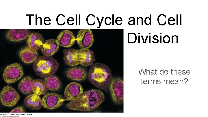 The Cell Cycle and Cell Division What do