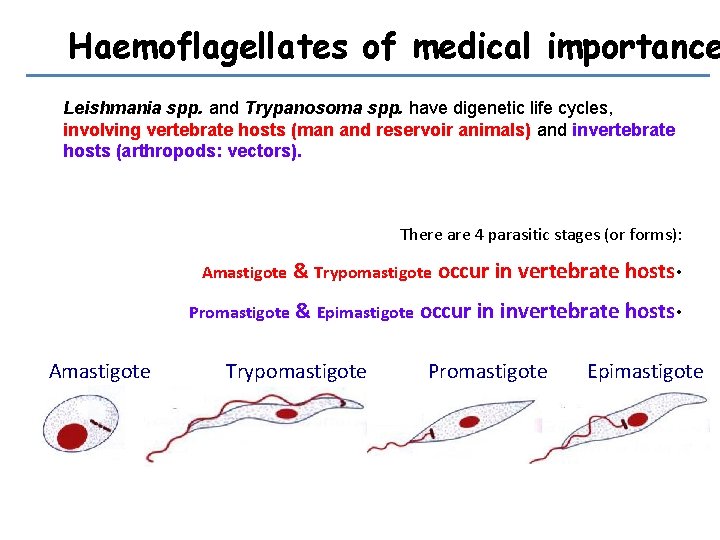 Leishmania spp Trypanosoma spp Haemoflagellates of medical importance