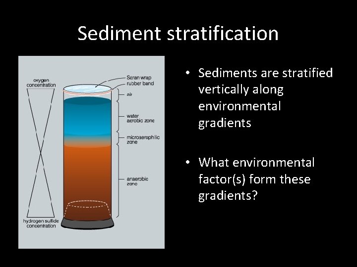 Winogradsky Columns Sediment Microbial Ecology Subject matter Oceanography