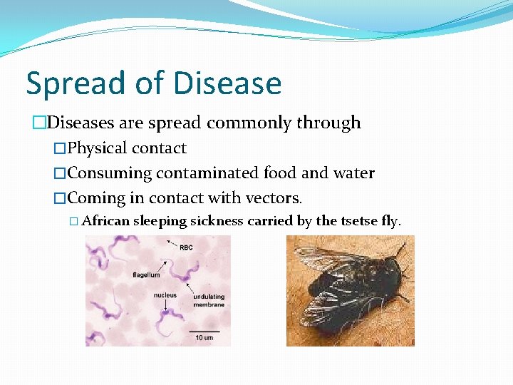 Infectious Disease Chapter 40 Pathogens Disease causing organisms