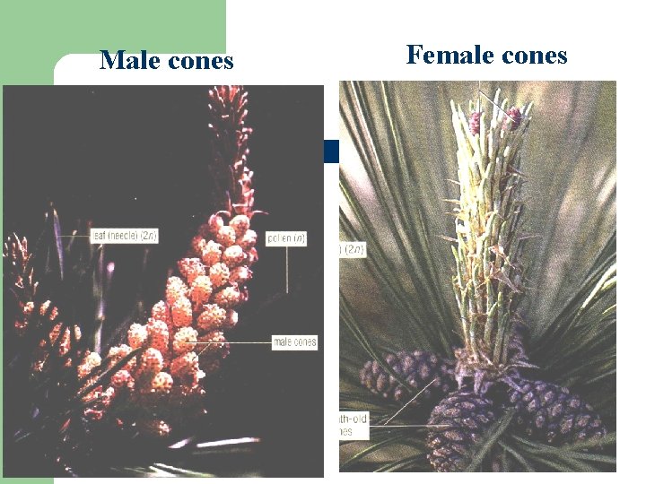 Chapter 3 Lesson 2 Reproduction in Plants Plant
