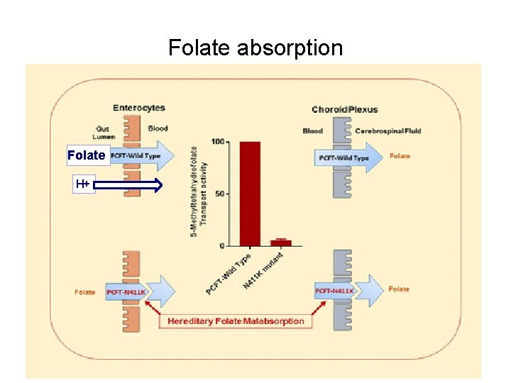 Water soluble vitamins Lecture 3 31 slides 1