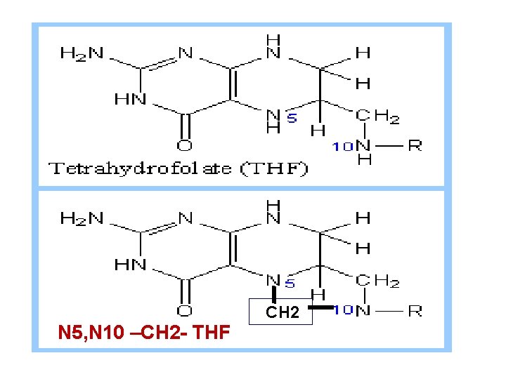 Water soluble vitamins Lecture 3 31 slides 1