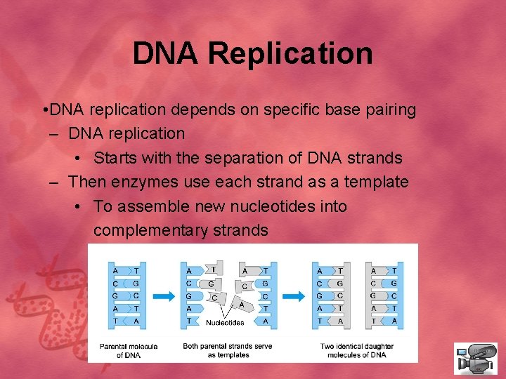 Chromosomes and DNA Replication 12 2 Biology Ms