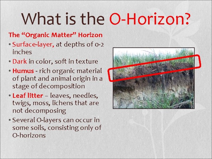 THE SOIL PROFILE CORNELL NOTES You will be