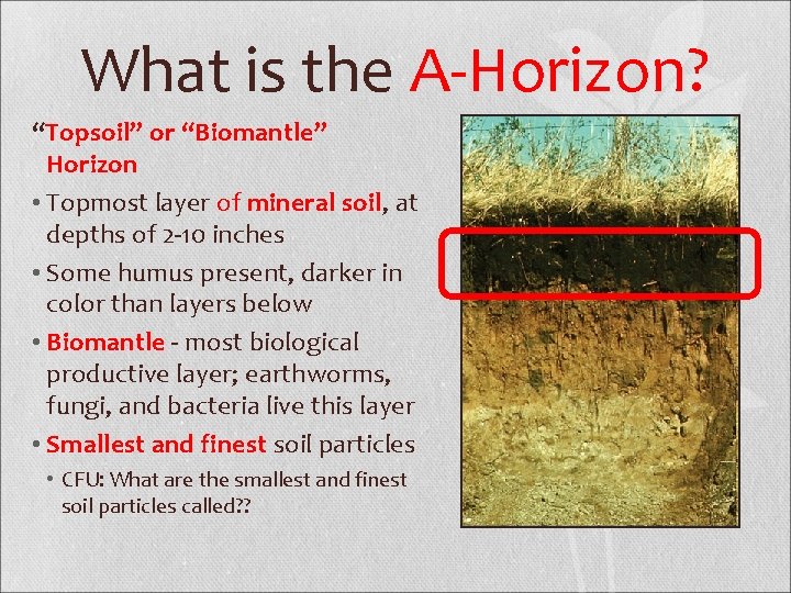 THE SOIL PROFILE CORNELL NOTES You will be