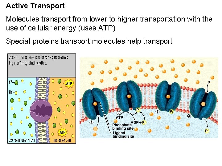 Living Environment Review Level of Organization Organelles Cells