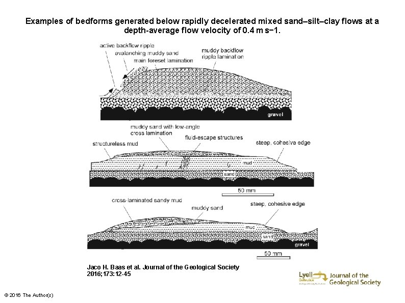 Predicting bedforms and primary current stratification in cohesive