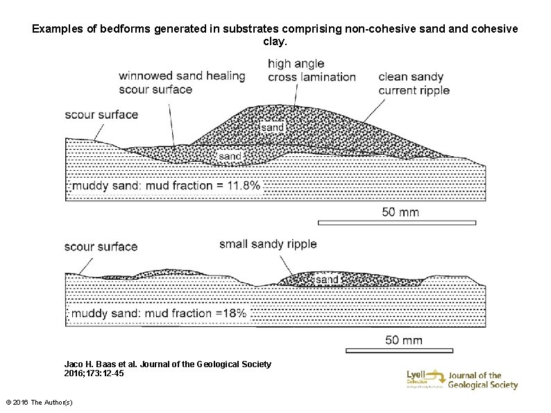 Predicting bedforms and primary current stratification in cohesive