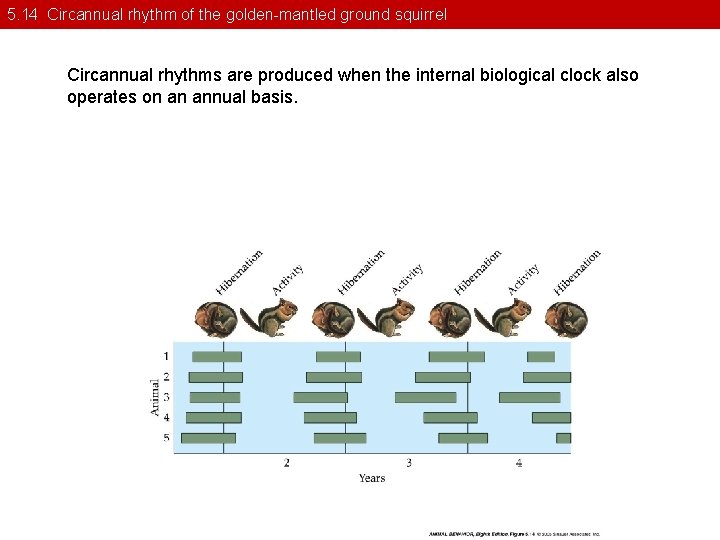Biology 484 Ethology Topic 8 More on Neurohormones