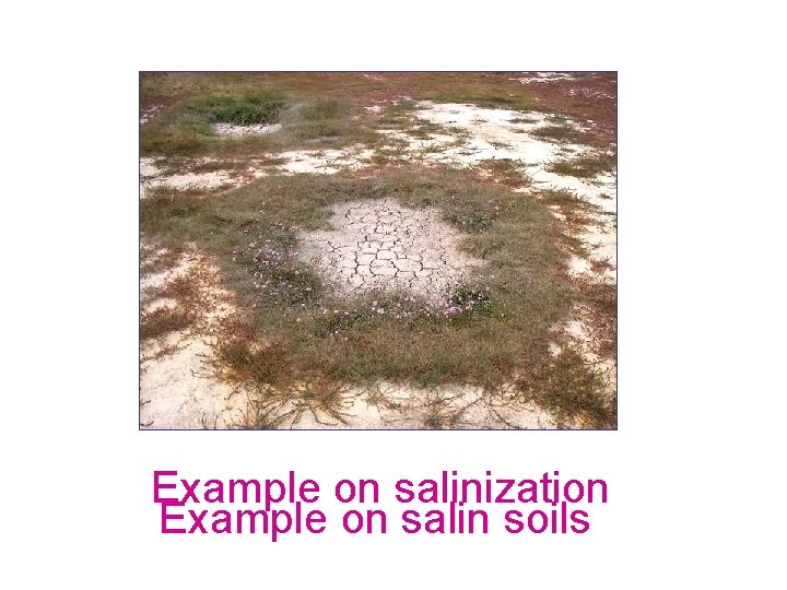 The WRB World Reference Base for Soil Resources
