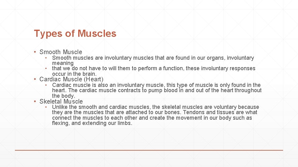 Muscle Groups By Maira Medrano Human Muscular System