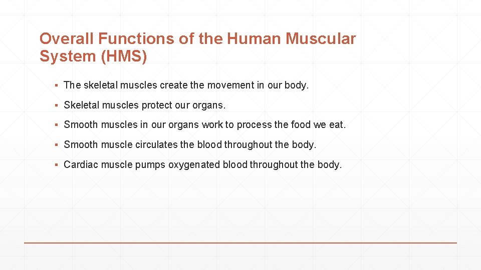 Muscle Groups By Maira Medrano Human Muscular System