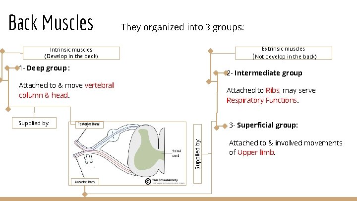 Objectives Distinguish between the different groups of back