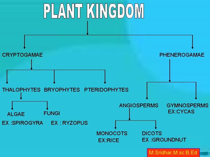 CRYPTOGAMAE PHENEROGAMAE THALOPHYTES BRYOPHYTES PTERIDOPHYTES ...
