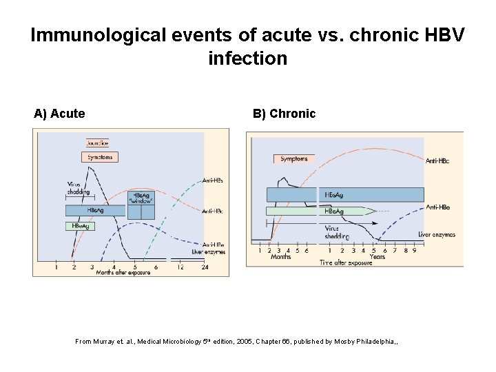 Hepatitis B virus CDC website http www cdc