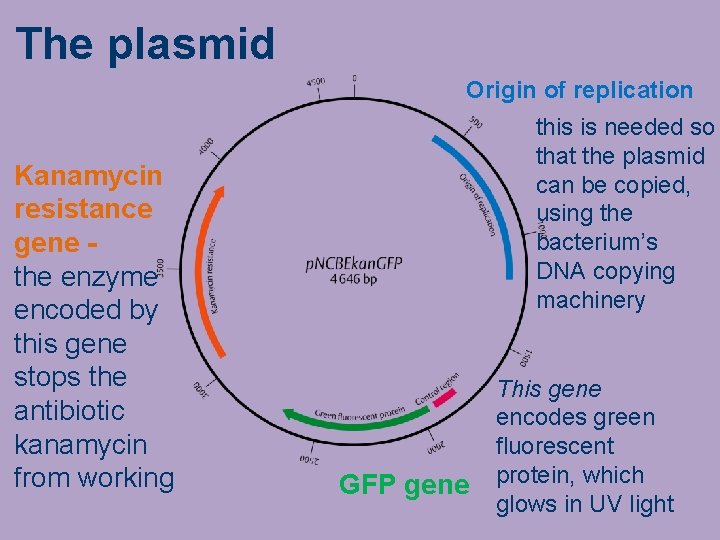 Bacterial Transformation and GFP stories Kate Andrews Lorraine