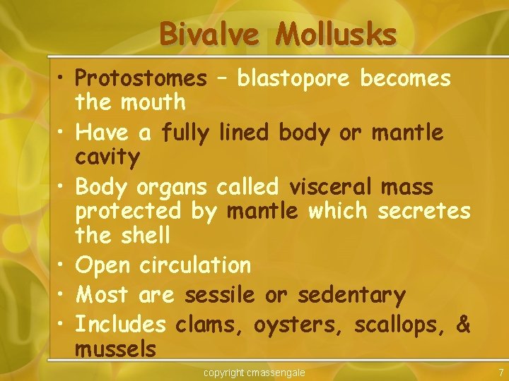 Dissection of the Clam Venus mercenaria copyright cmassengale