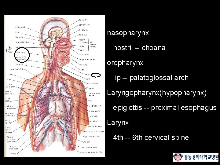 Contents 1 Anatomy 2 Patient Evaluation 3 Endotracheal