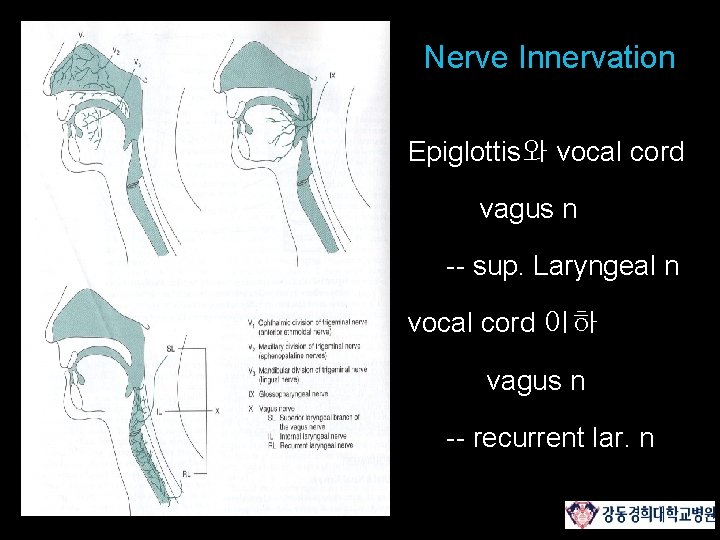 Contents 1 Anatomy 2 Patient Evaluation 3 Endotracheal