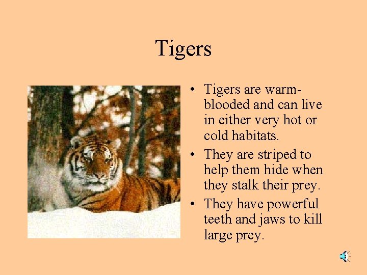 Animal Adaptations Denise Wolfsberger 4 th grade How