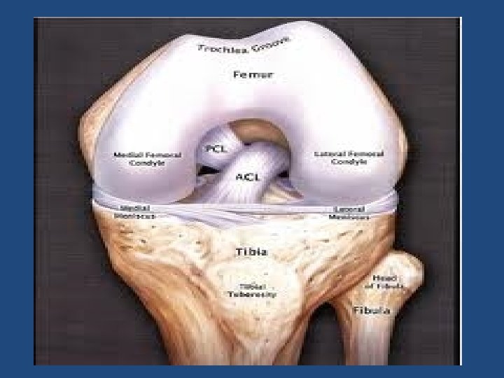 Problems in Musculoskeletal system Dr Fadi Hadidi MD