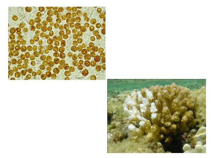 Protists LIFE Prokaryote Archaea Bacteria Eukaryote Protista Fungi