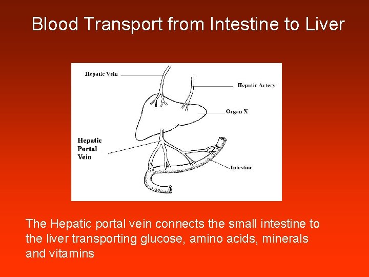 3 3 5 Blood Transport of nutrients Need