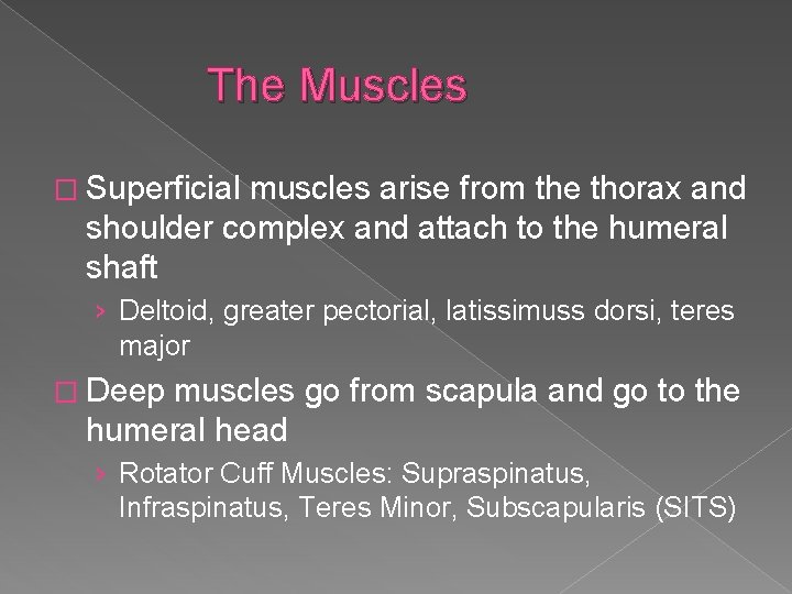 The Shoulder The Bones Clavical Scapula Humerus The