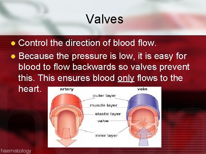 The Heart and Blood Vessels Recap on the