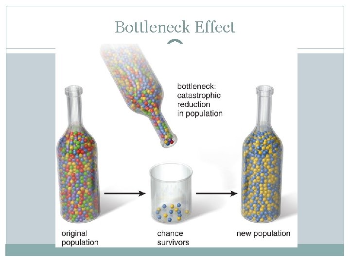 Genetic Drift Chance Change A common misconception about