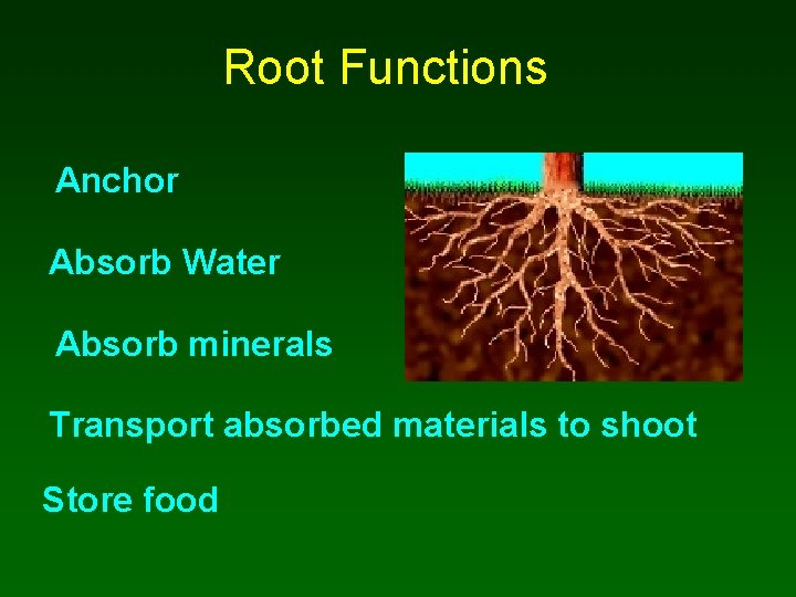 Structure of Flowering Plants You need to know