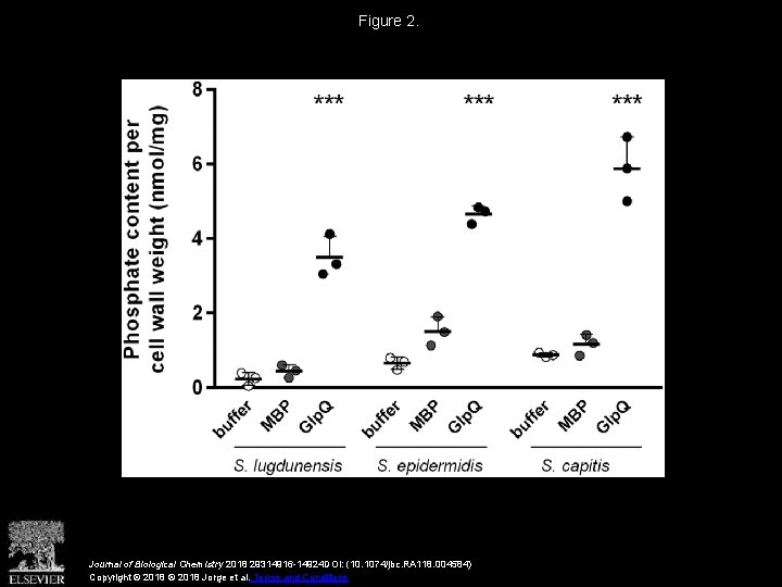 Staphylococcus aureus counters phosphate limitation by scavenging wall