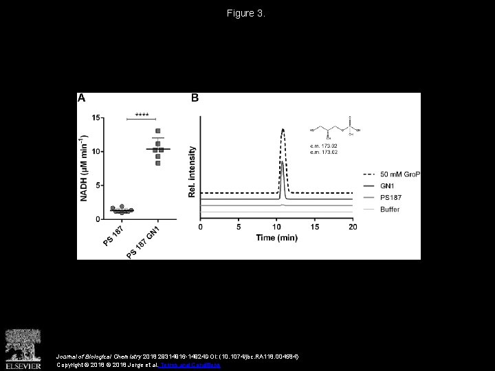Staphylococcus aureus counters phosphate limitation by scavenging wall
