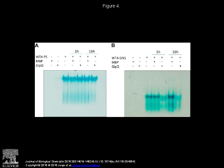 Staphylococcus aureus counters phosphate limitation by scavenging wall