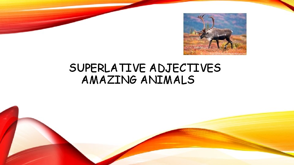 SUPERLATIVE ADJECTIVES AMAZING ANIMALS Materijal i uputstvo za