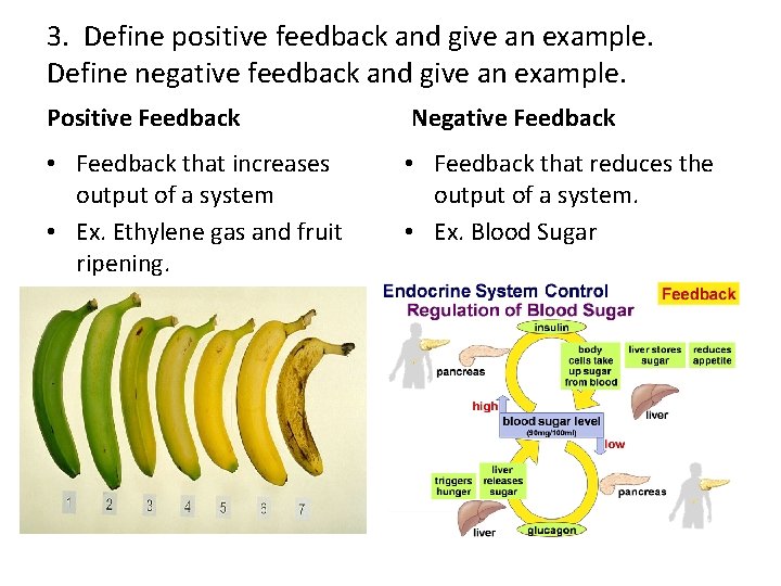 Human Body Systems Interactions Test Review 1 List