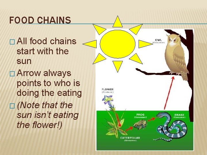 REVIEW Species organisms that are able to reproduce